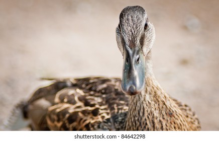 Collections by talseN | Shutterstock