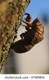 Macro Empty Locust Shell On Tree Stock Photo 37589896 | Shutterstock