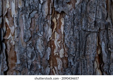 3,754 Tree Bark Print Stock Photos, Images & Photography | Shutterstock