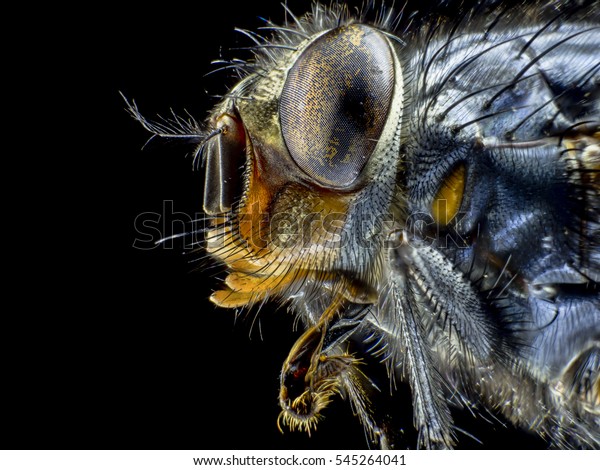 Macro Fly Large Insect Side View Stock Photo 545264041 | Shutterstock
