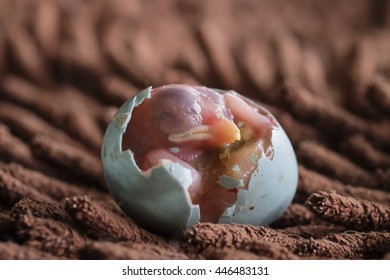 2.585 Bird Embryo Bilder, Stockfotos und Vektorgrafiken | Shutterstock