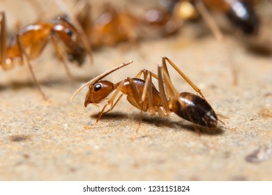 320 Ghost ant Images, Stock Photos & Vectors | Shutterstock