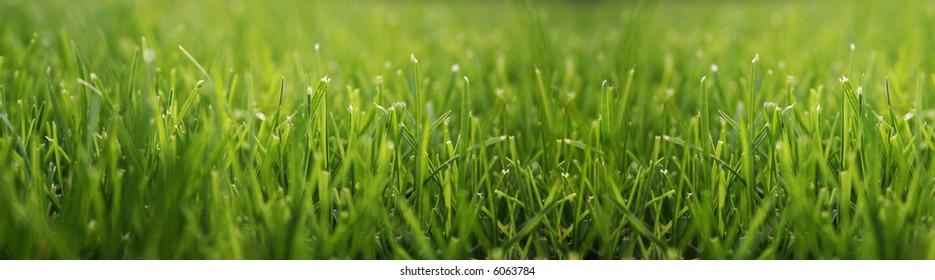 Macro Grass Stock Photo 6063784 | Shutterstock