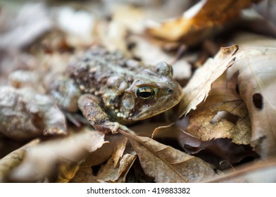 Grumpy toad : 145 images, photos et images vectorielles de stock ...