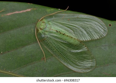Macro Image Beautiful Moth Lacewing Rapisma Stock Photo 696308317 ...