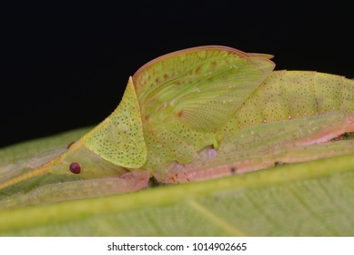 4 Pseudophyllus sp Images, Stock Photos & Vectors | Shutterstock