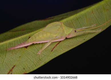 4 Pseudophyllus sp Images, Stock Photos & Vectors | Shutterstock