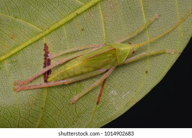 4 Pseudophyllus sp Images, Stock Photos & Vectors | Shutterstock