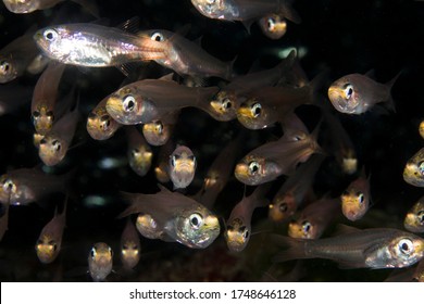 49 Siamese glassfish Images, Stock Photos & Vectors | Shutterstock