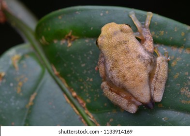 Sharp nosed tree frog : 48 images, photos et images vectorielles de ...