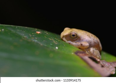 48 Sharp nosed tree frog Gambar, Foto Stok & Vektor | Shutterstock