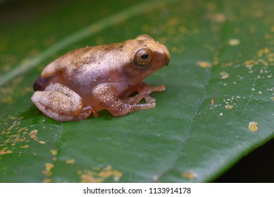 Sharp nosed tree frog : 48 images, photos et images vectorielles de ...