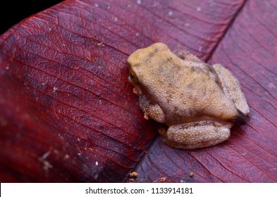 48 Sharp nosed tree frog Gambar, Foto Stok & Vektor | Shutterstock
