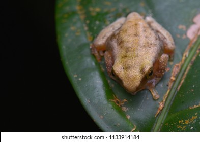 Sharp nosed tree frog : 48 images, photos et images vectorielles de ...
