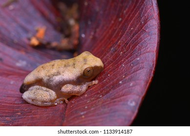 Sharp nosed tree frog : 48 images, photos et images vectorielles de ...
