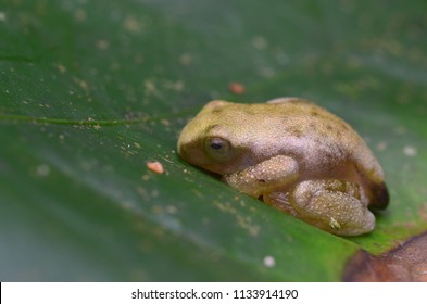 Sharp nosed tree frog : 48 images, photos et images vectorielles de ...