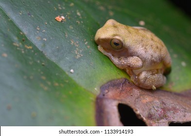 Sharp nosed tree frog : 48 images, photos et images vectorielles de ...