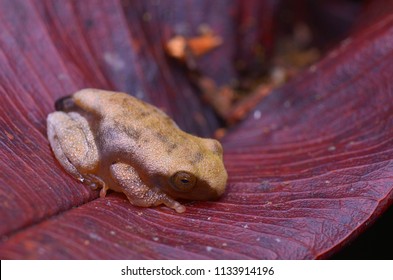 Sharp nosed tree frog : 48 images, photos et images vectorielles de ...