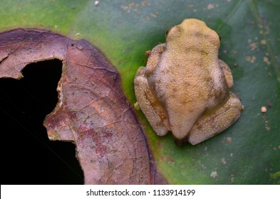 Sharp nosed tree frog : 48 images, photos et images vectorielles de ...