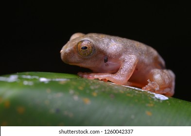 48 Sharp nosed tree frog Gambar, Foto Stok & Vektor | Shutterstock
