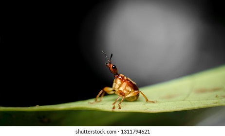 Macro Insect Stock Photo 1311794621 | Shutterstock