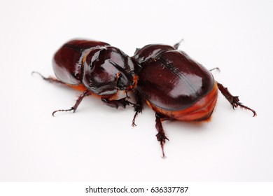 200 Strongest insect Images, Stock Photos & Vectors | Shutterstock