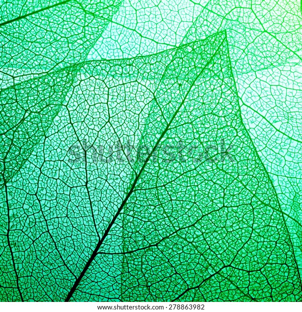 Macro Leaves Background Texture Stock Photo (Edit Now) 278863982
