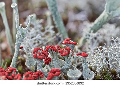 Macro Lichens Different Shapes Forms Location Stock Photo 1352356832 ...