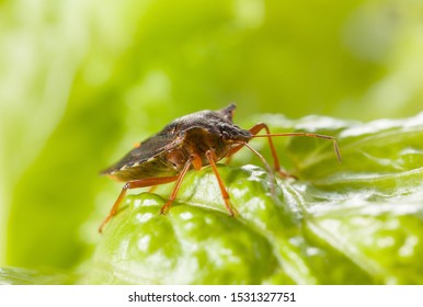 Macro Low Point Side View Redlegged Stock Photo 1531327751 | Shutterstock