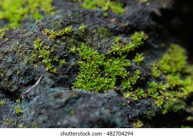 Macro Moss Stock Photo 482704285 | Shutterstock