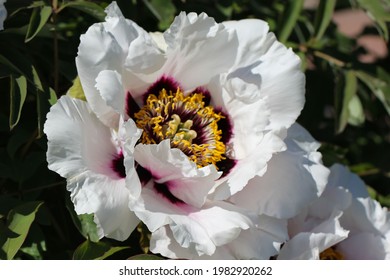 3,659 Fully Open Flower Images, Stock Photos & Vectors | Shutterstock