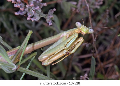 Macro Praying Mantis Stock Photo 137528 | Shutterstock