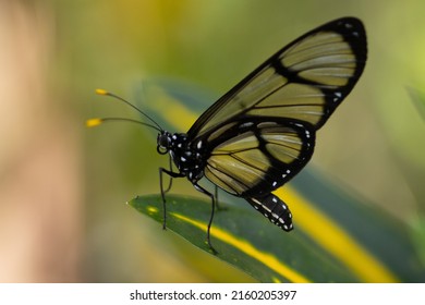 76 Dragonfly with see through wings Images, Stock Photos & Vectors ...