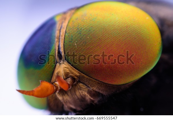 Macro Sharp Detailed Fly Compound Eye Stock Photo (Edit Now) 669555547