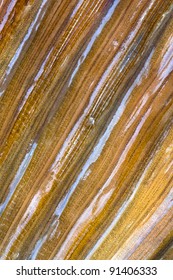 Macro Shoot Tail Texture Stock Photo 91406333 | Shutterstock
