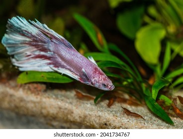 3,436 Shrimp face Images, Stock Photos & Vectors | Shutterstock