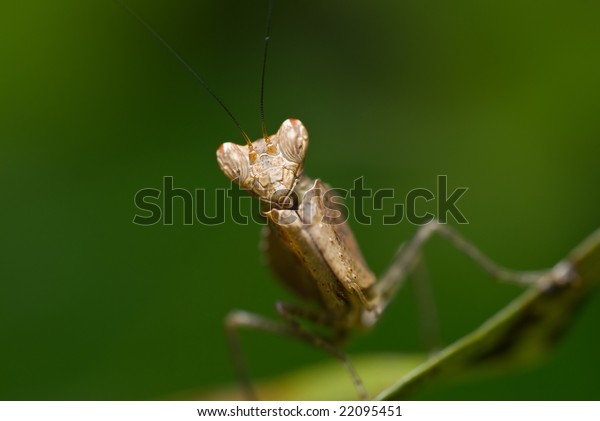 Macro Shot Boxer Mantis Stock Photo 22095451 | Shutterstock