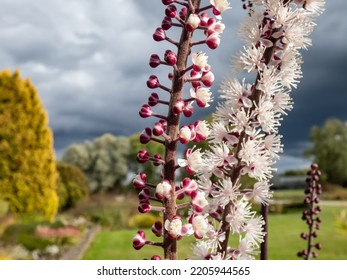 Macro Shot Bugbane Cimicifuga Simplex Atropurpurea Stock Photo ...