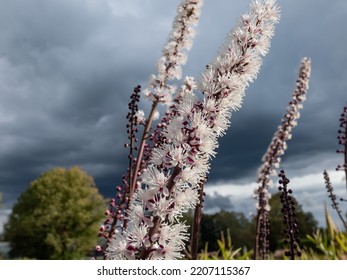 Macro Shot Bugbane Cimicifuga Simplex Atropurpurea Stock Photo ...