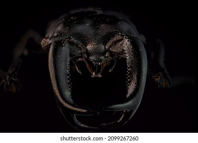 Insect mandible Images, Stock Photos & Vectors | Shutterstock