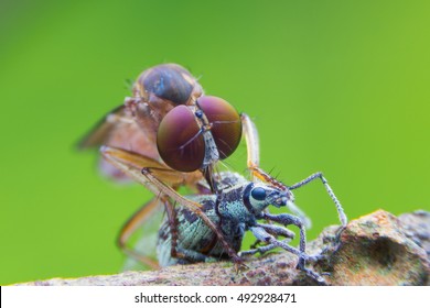 2,480 Robber fly eating insect Images, Stock Photos & Vectors ...