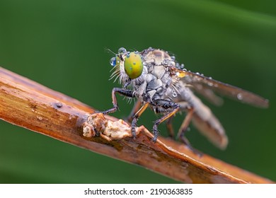 2,480 Robber fly eating insect Images, Stock Photos & Vectors ...