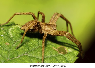 195 Solpuga Images, Stock Photos & Vectors | Shutterstock