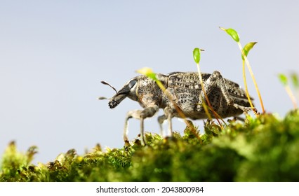 468 Long nosed weevil Images, Stock Photos & Vectors | Shutterstock