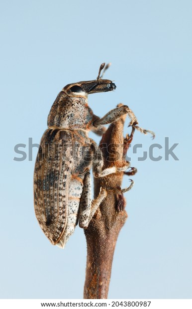 471 Long nosed weevil 이미지, 스톡 사진 및 벡터 | Shutterstock