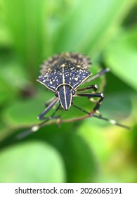 29,365 Closeup Bug Face Images, Stock Photos & Vectors | Shutterstock