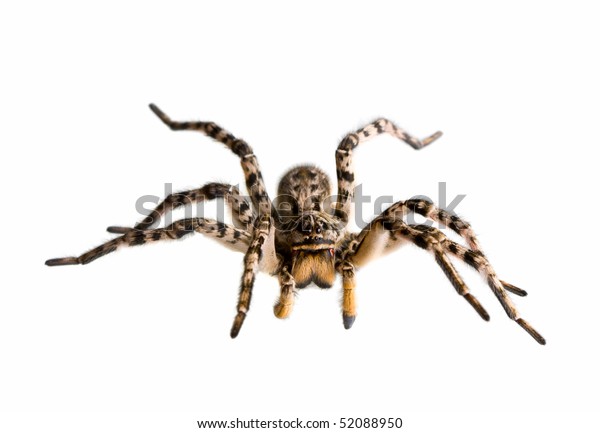 Macro Spider Ready Attack Isolated On Stock Photo 52088950 | Shutterstock