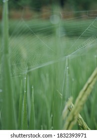 130 Spider net rice field Images, Stock Photos & Vectors | Shutterstock