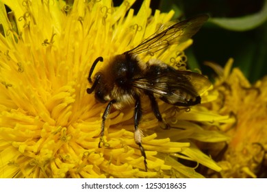 75 Melecta Images, Stock Photos & Vectors | Shutterstock