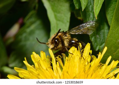 75 Melecta Images, Stock Photos & Vectors | Shutterstock